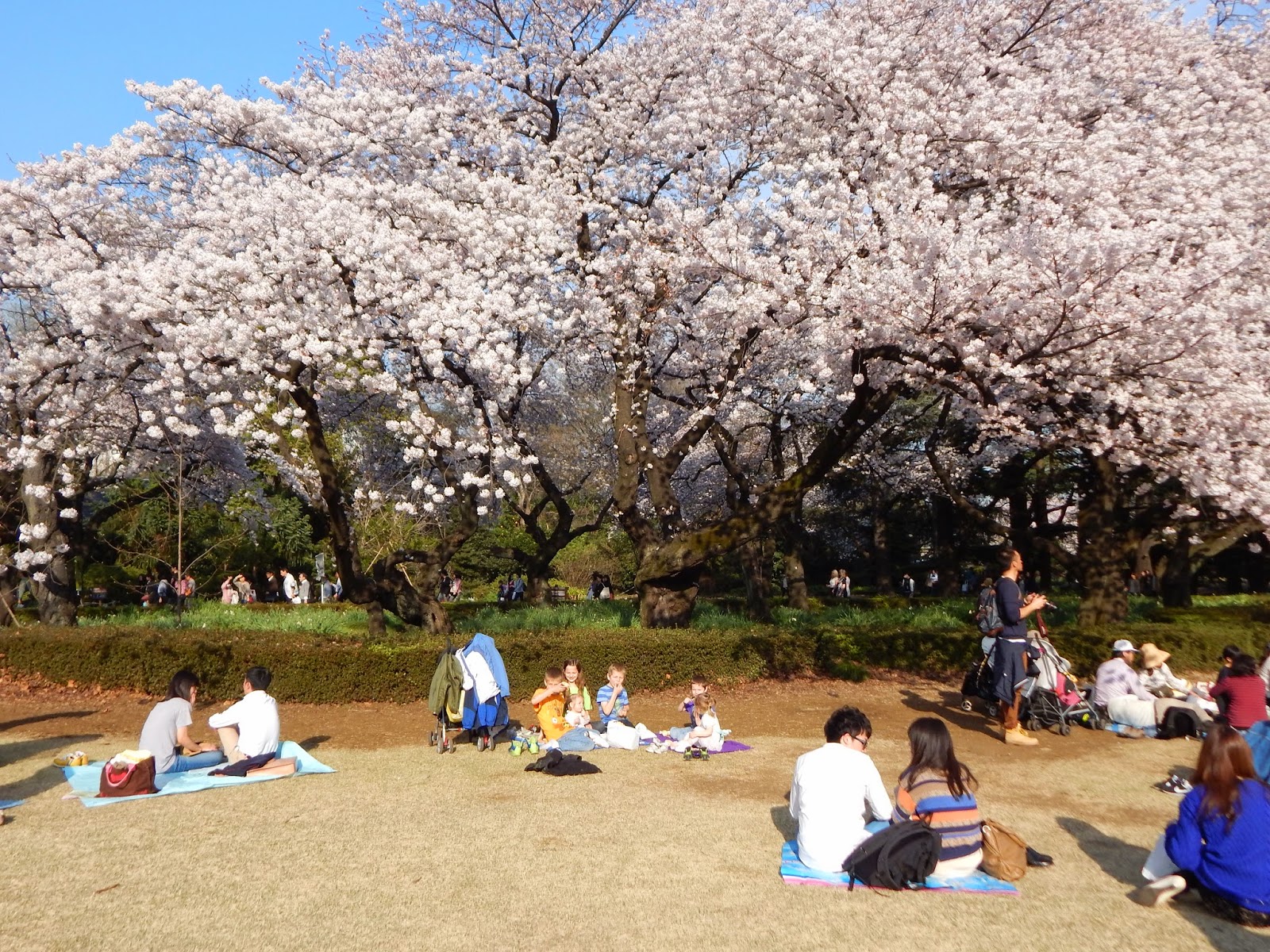 Seizing the Day in Tokyo: Hanami Party